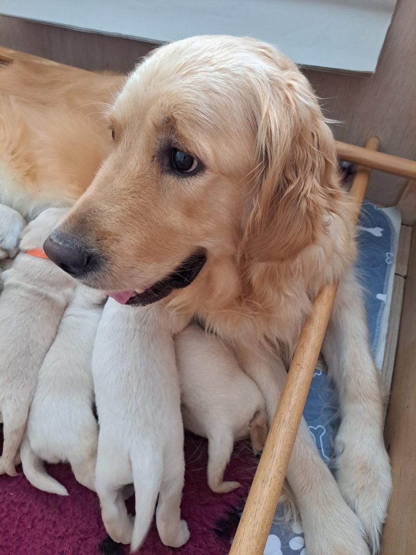 Chelsea: Puppies born 23/04/23 5 boys and 3 girls ready for new homes ...