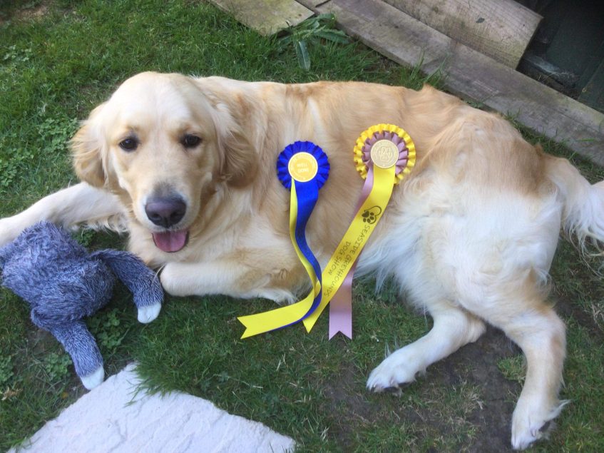 Chelsea: Puppies born 23/04/23 5 boys and 3 girls ready for new homes ...